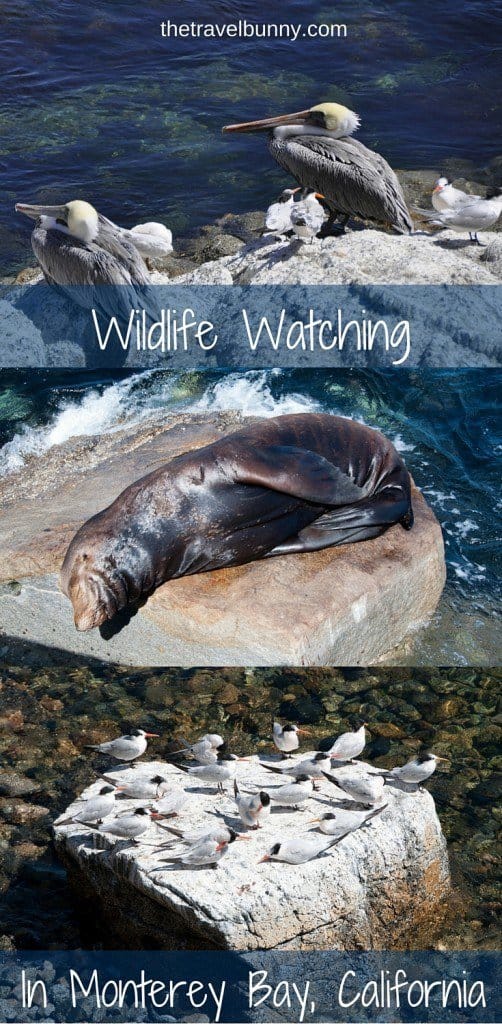 Discovering wildlife in Monterey Bay, California