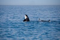 Whale Watching in Monterey Bay - an epic boat trip