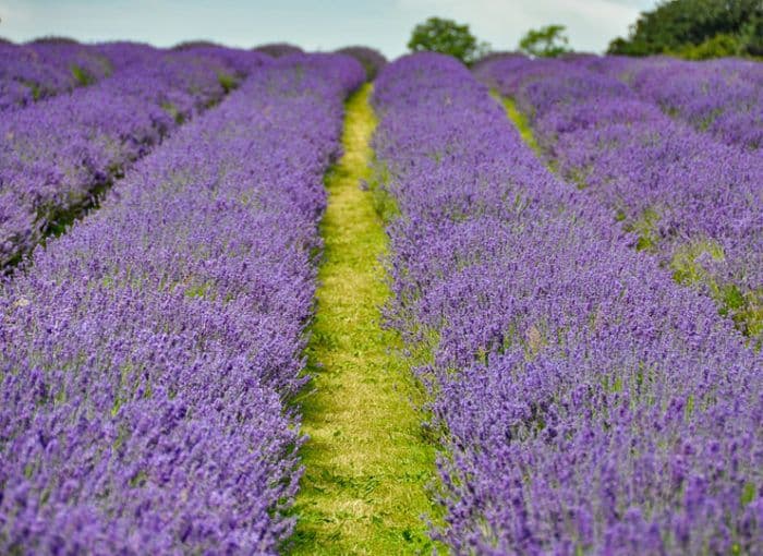 Where to visit lavender fields in the UK 2025