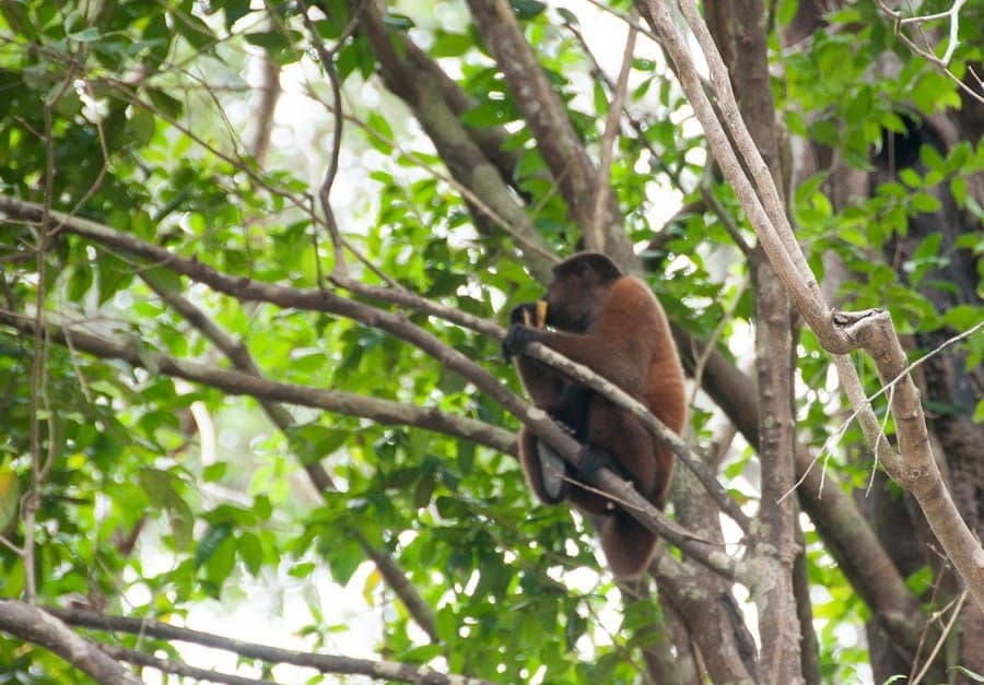 Adventure and Wildlife in the Amazon Jungle