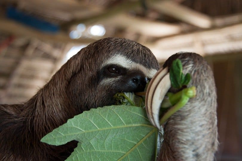Adventure and Wildlife in the Amazon Jungle | The Travelbunny