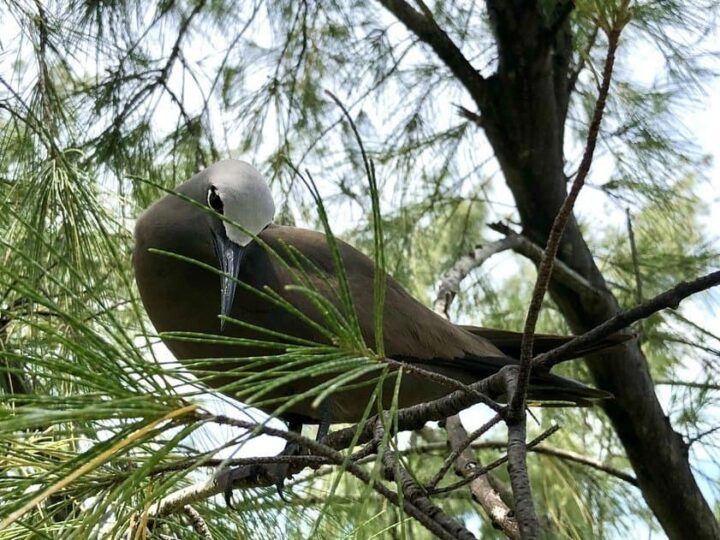 Best Things to do in Rodrigues Island, Mauritius