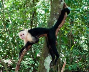 A Costa Rica adventure and a road trip