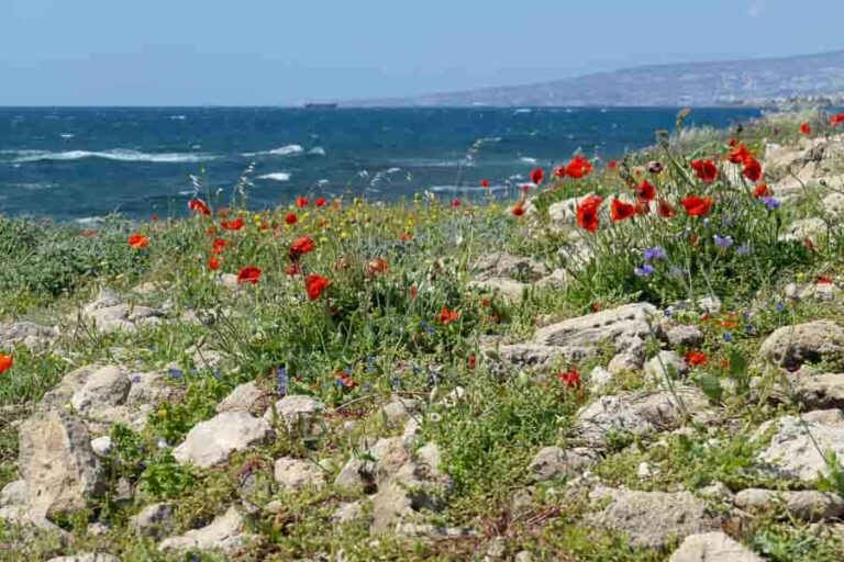 Fifteen fabulous things to do in Paphos, Cyprus