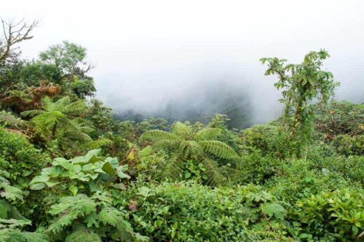 Cool things to do in Monteverde, Costa Rica