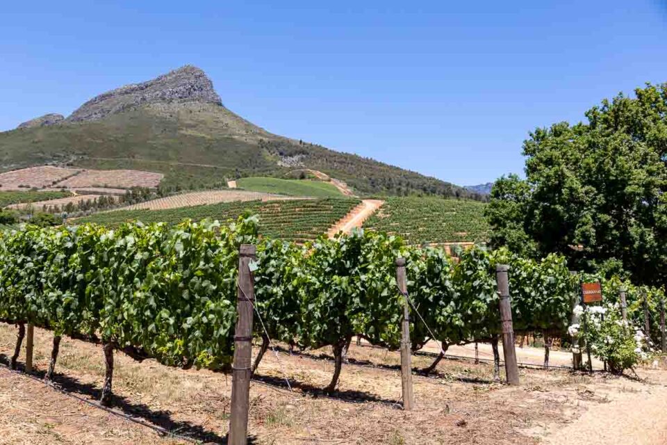 10 South Africa wineries near Cape Town with tastings