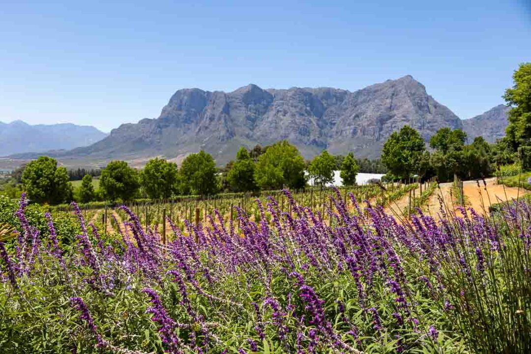 10 South Africa wineries near Cape Town with tastings