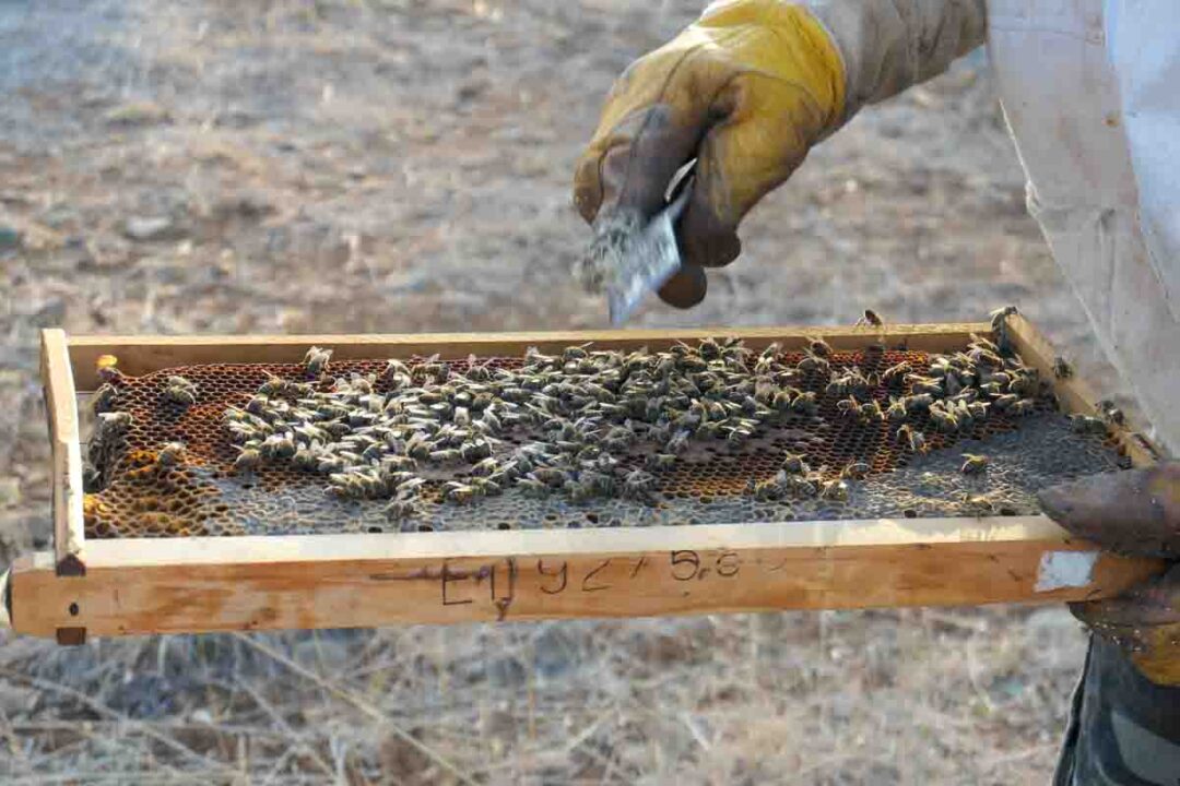 Authentic food experiences to explore in Crete